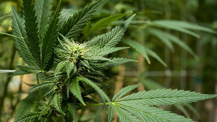 The Narcotics Control Commission act 2020 (act 1019) : CDSAFRICA